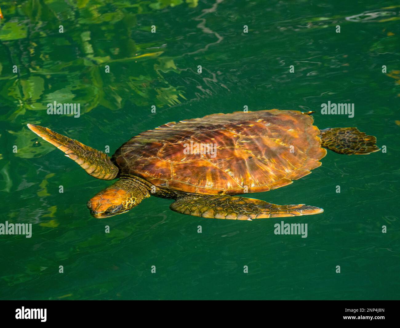 Sea turtle near Elizabeth Bay, Isabela Island, Galapagos, Ecuador Stock ...