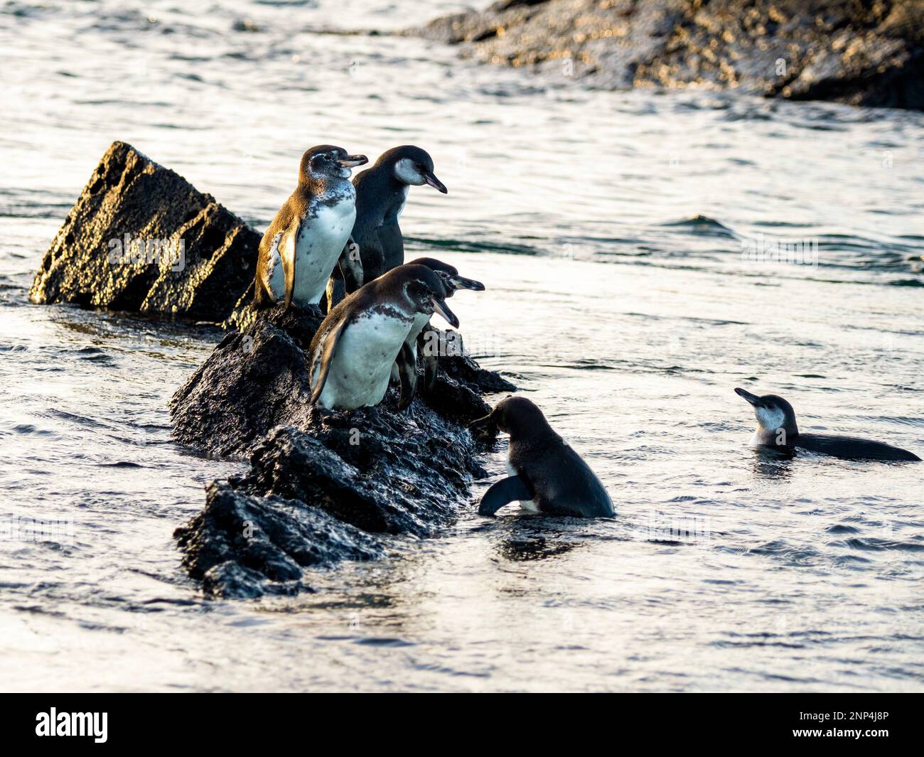 Penguins on rock, near Puenta Morena, Isabela Island, Galapagos ...