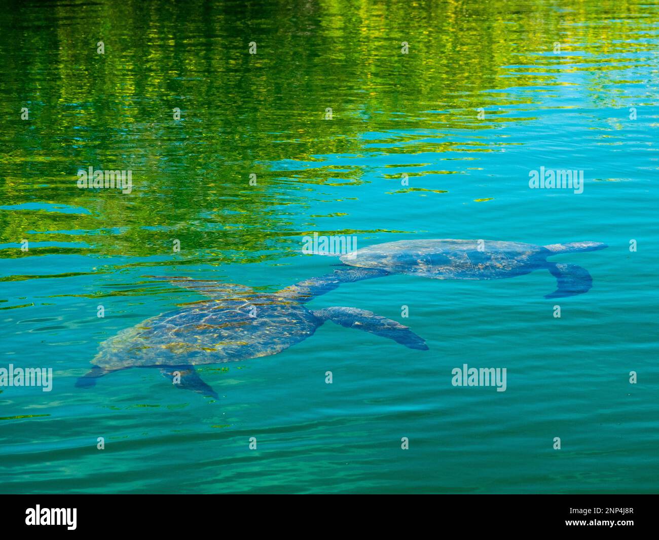 Sea turtles mating in sea, near Elizabeth Bay, Isabela Island ...