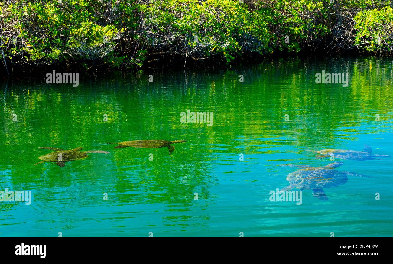 Sea turtles mating in sea, near Elizabeth Bay, Isabela Island ...