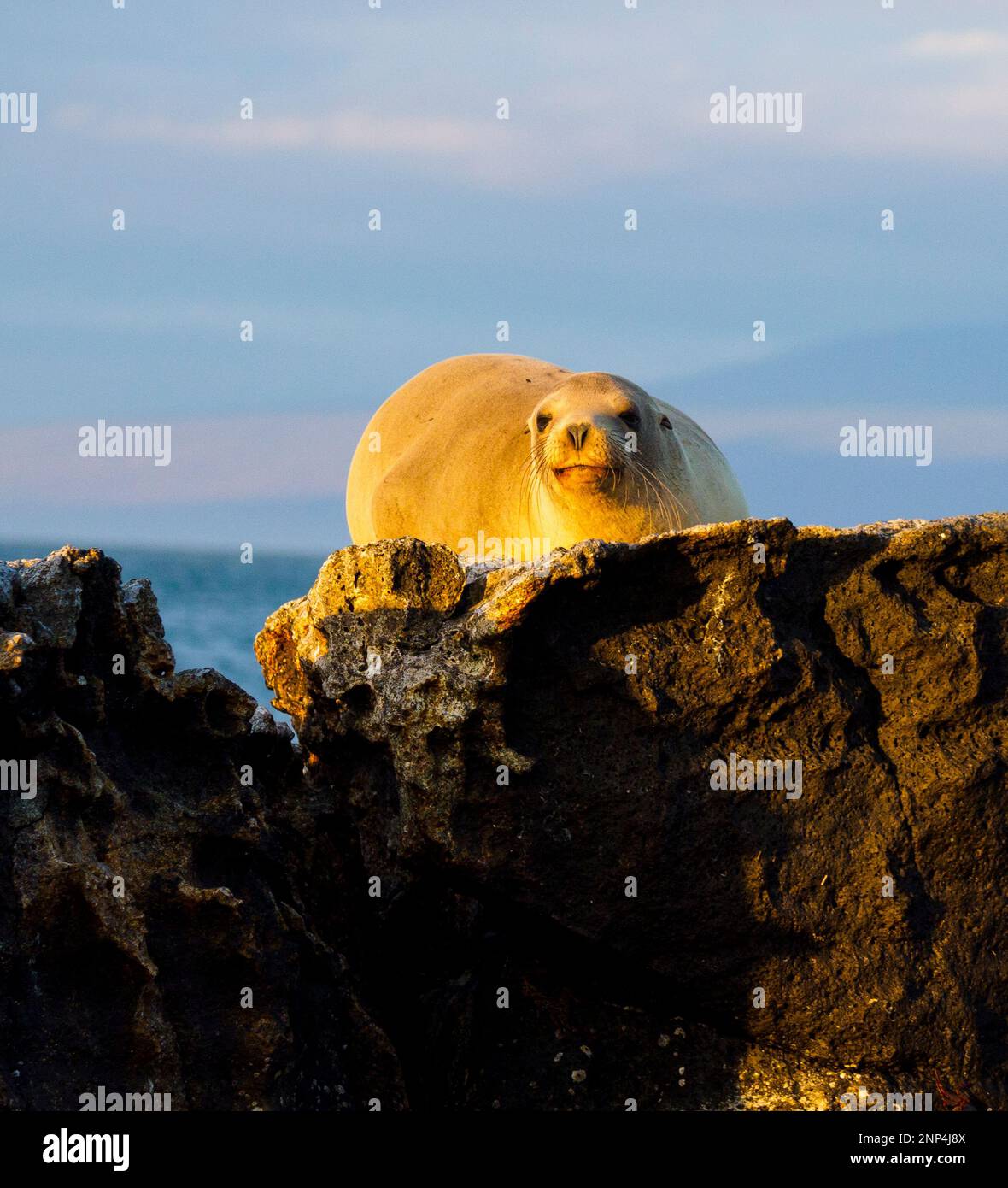 Sea lion on rock near Punta Moreno, Isabela Island, Galapagos, Ecuador ...
