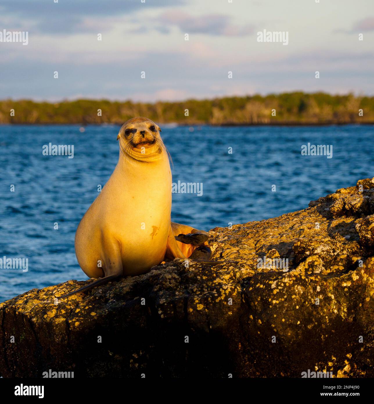 Sea lion on rock near Punta Moreno, Isabela Island, Galapagos, Ecuador ...