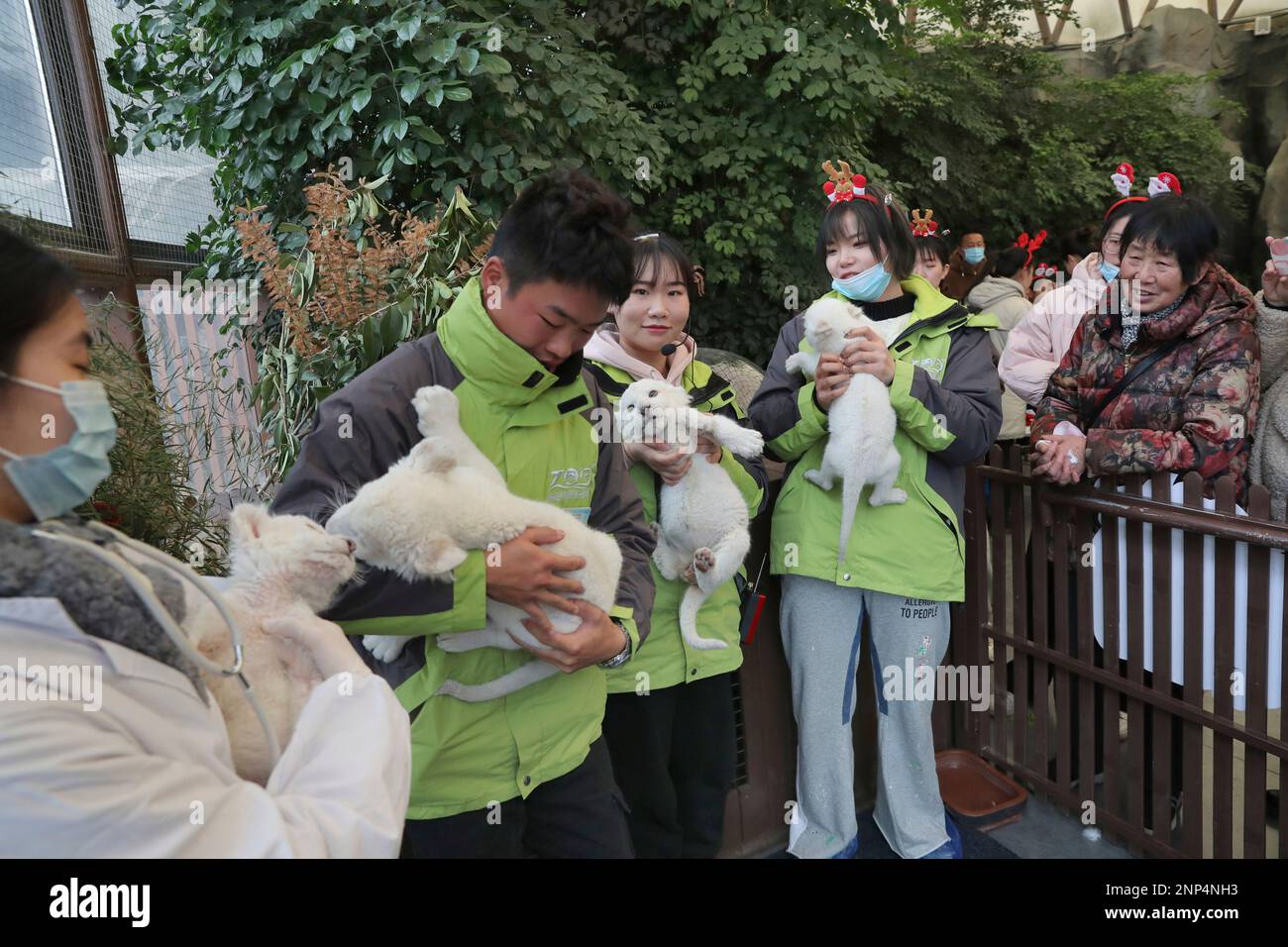 A view of the quadruplet albino lion cubs in their first public ...