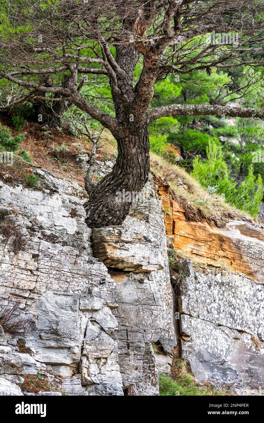 Tree growing in the rock. Penteli mountain, Greece. Penteli is a ...