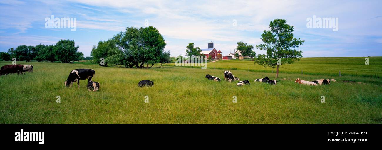 Farm animals usa hi-res stock photography and images - Alamy