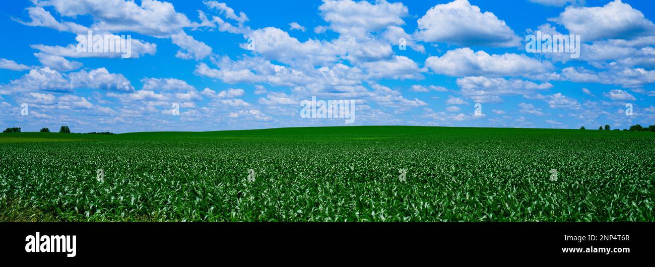 Wisconsin crops hi-res stock photography and images - Alamy