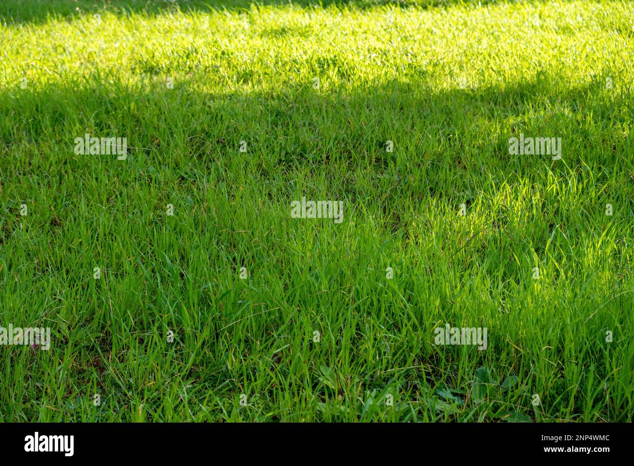 Green grass background, texture. Fresh lawn, empty meadow, nature ...