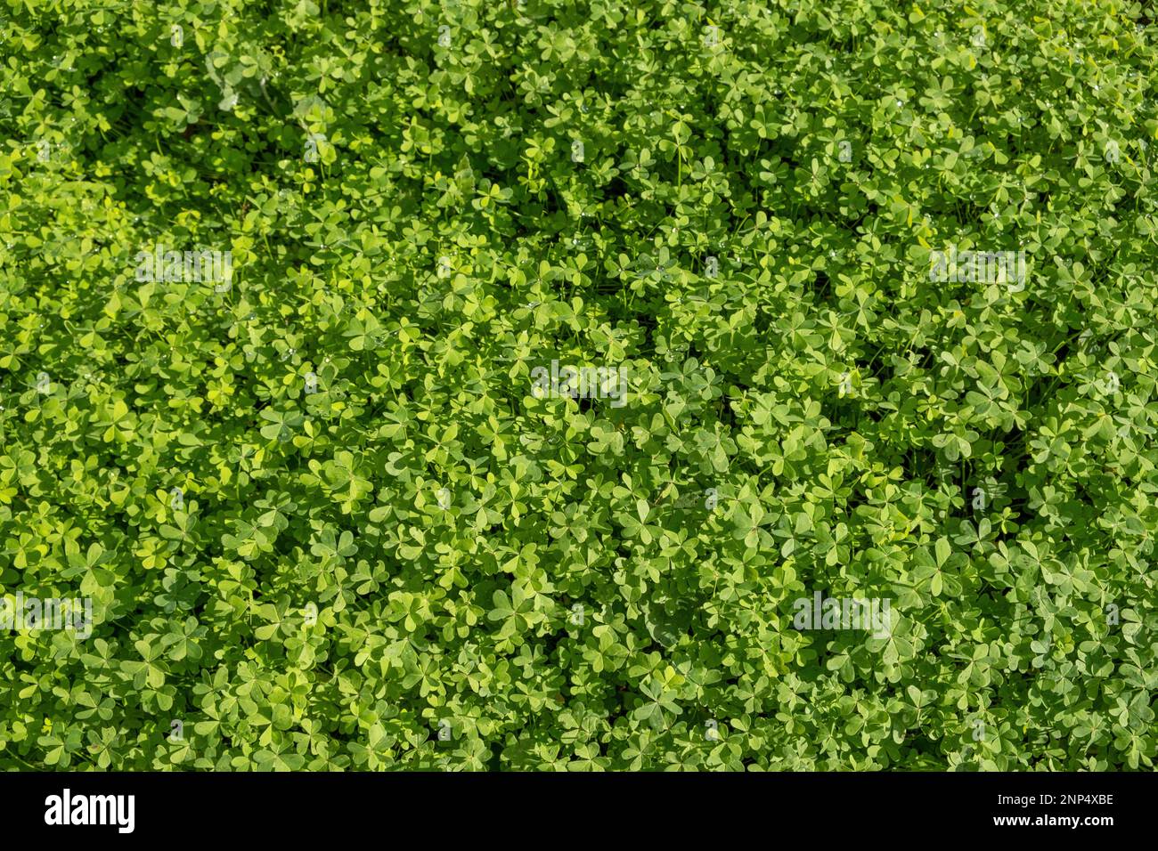 Green clover, shamrock background, texture. Fresh trefoil, empty meadow ...