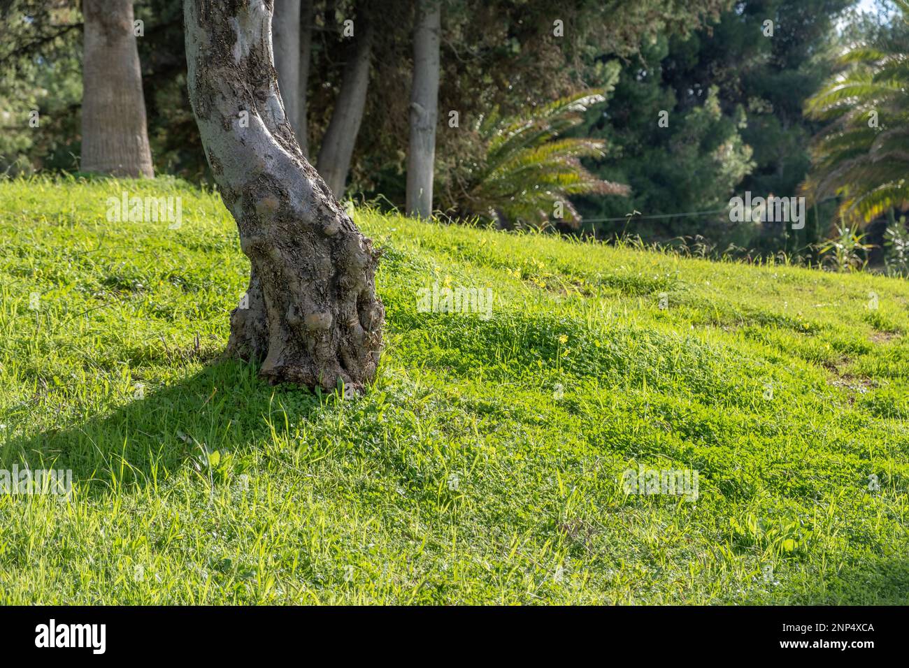 Tree trunk, forest lush foliage on green grass background. Fresh flora ...