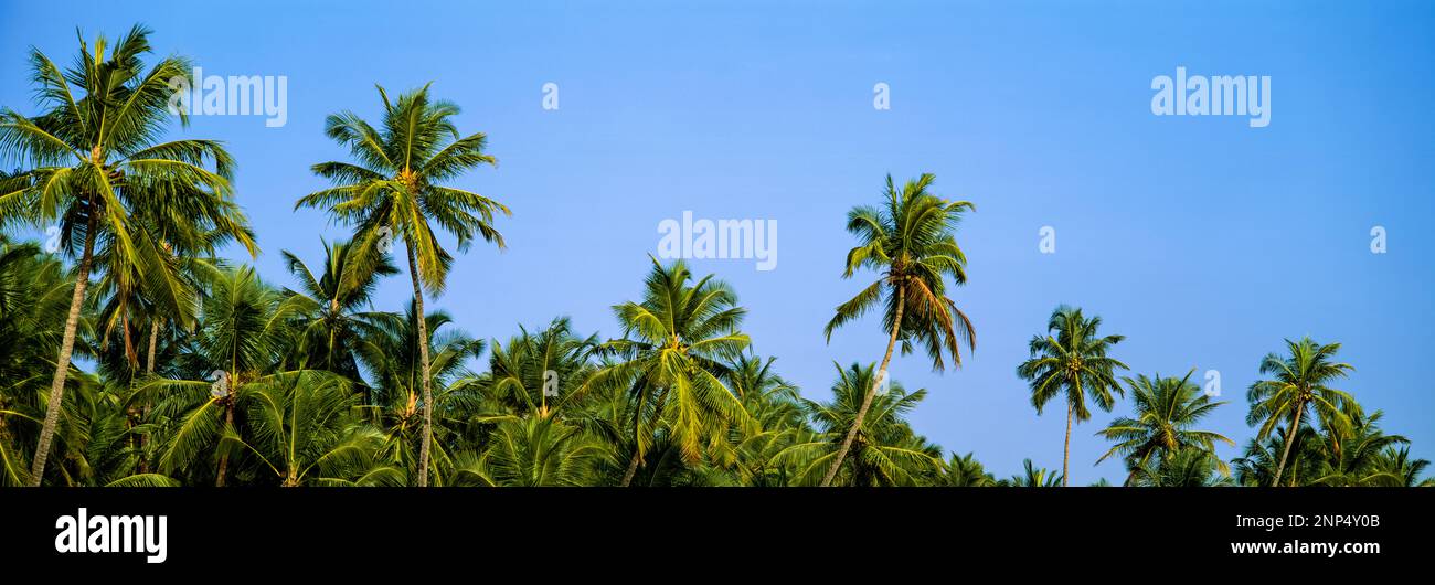 Clear blue sky above coconut palm trees, Goa, India Stock Photo - Alamy