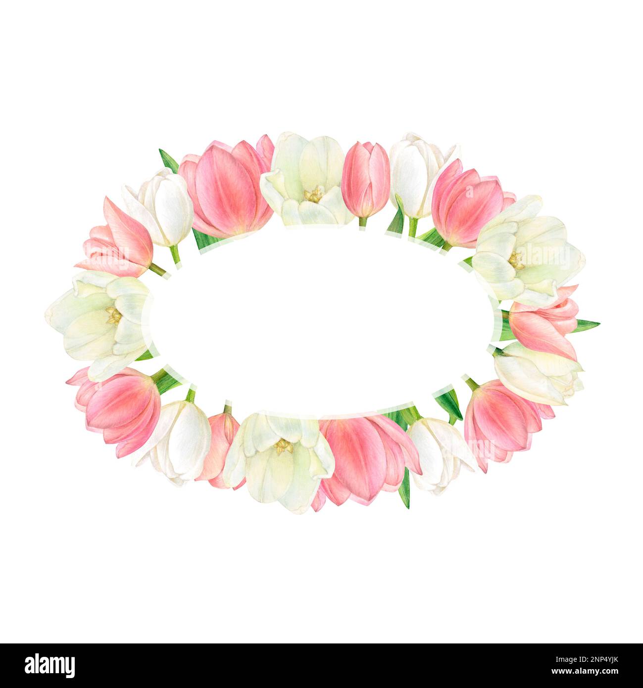 Watercolour oval border of beautiful white and pink tulips. Hand-drawn ...