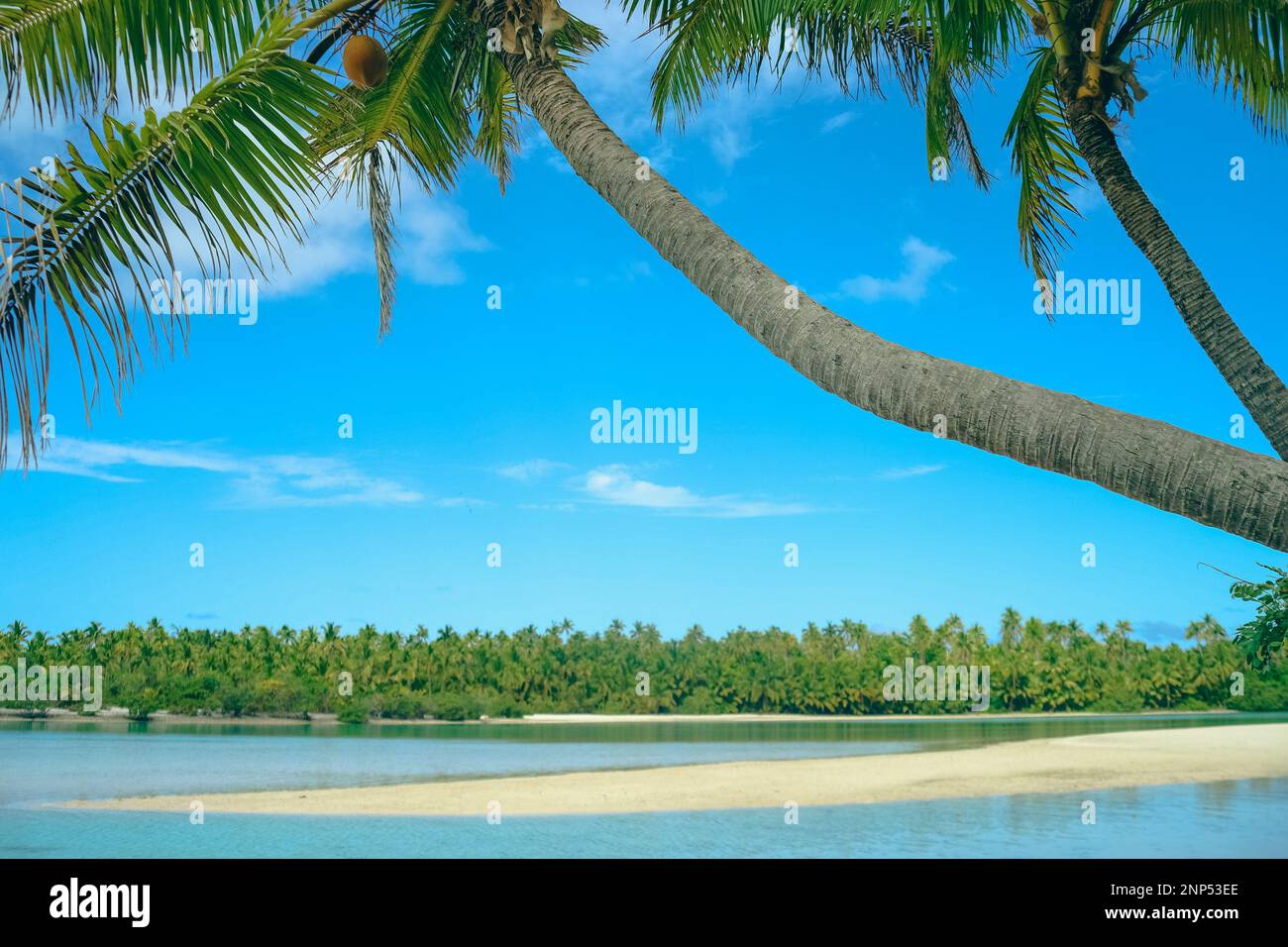 Palm trees leaning over idyllic tropical lagoon in South Pacific Cook ...