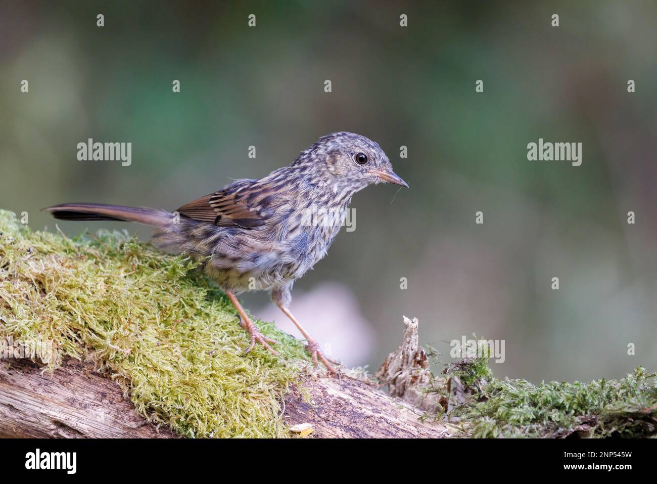 Dunnock [ Prunella modularis ] juvenile bird on mossy log Stock Photo ...