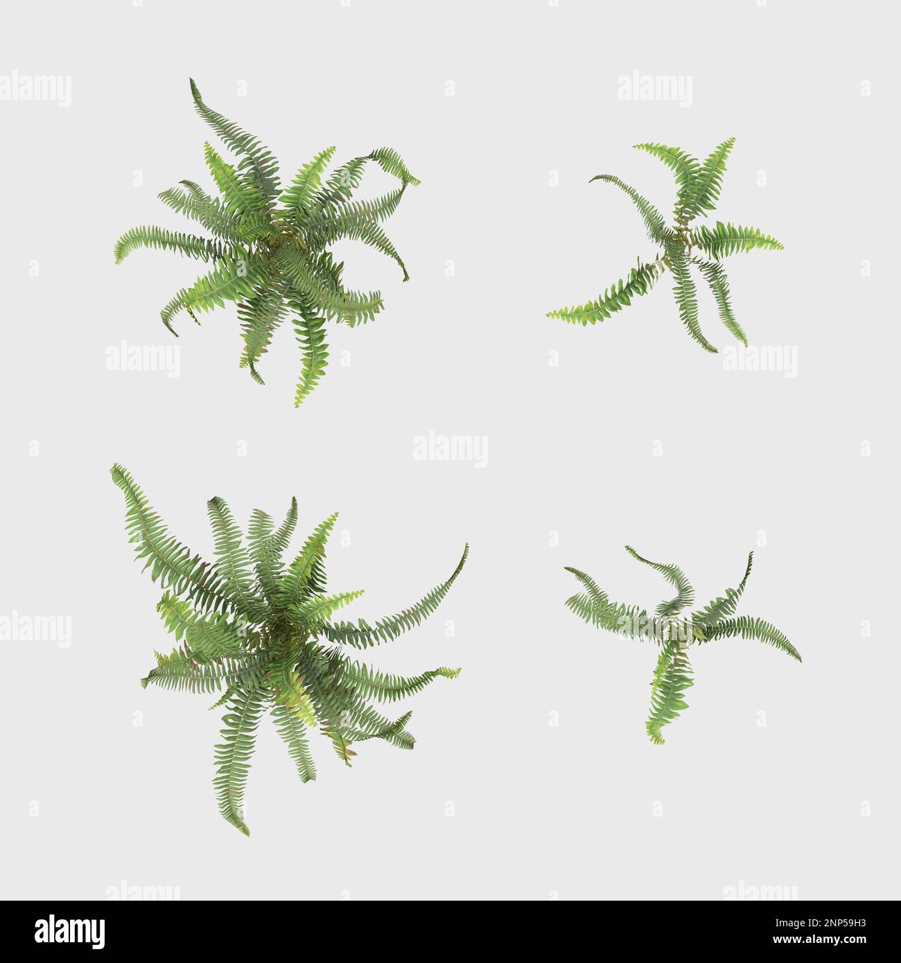 3D Rendering Giant Fern on White Bush of a green forest fern plant ...