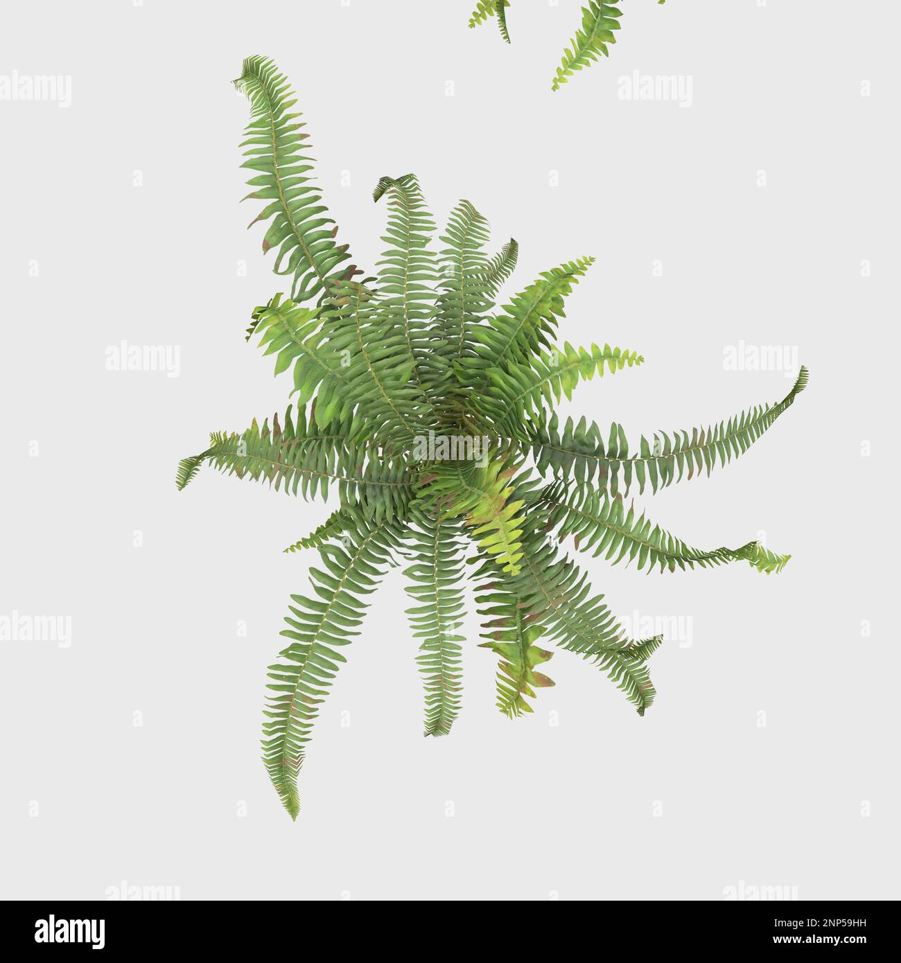 3D Rendering Giant Fern on White Bush of a green forest fern plant ...