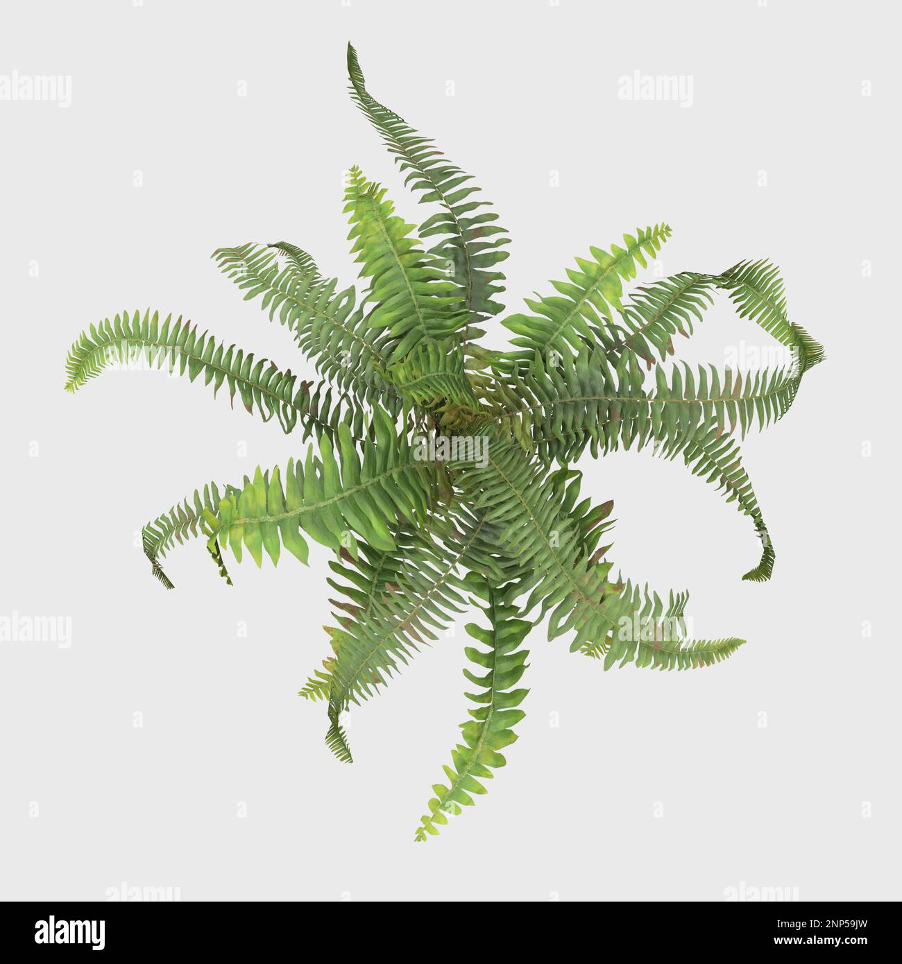 3D Rendering Giant Fern on White Bush of a green forest fern plant ...