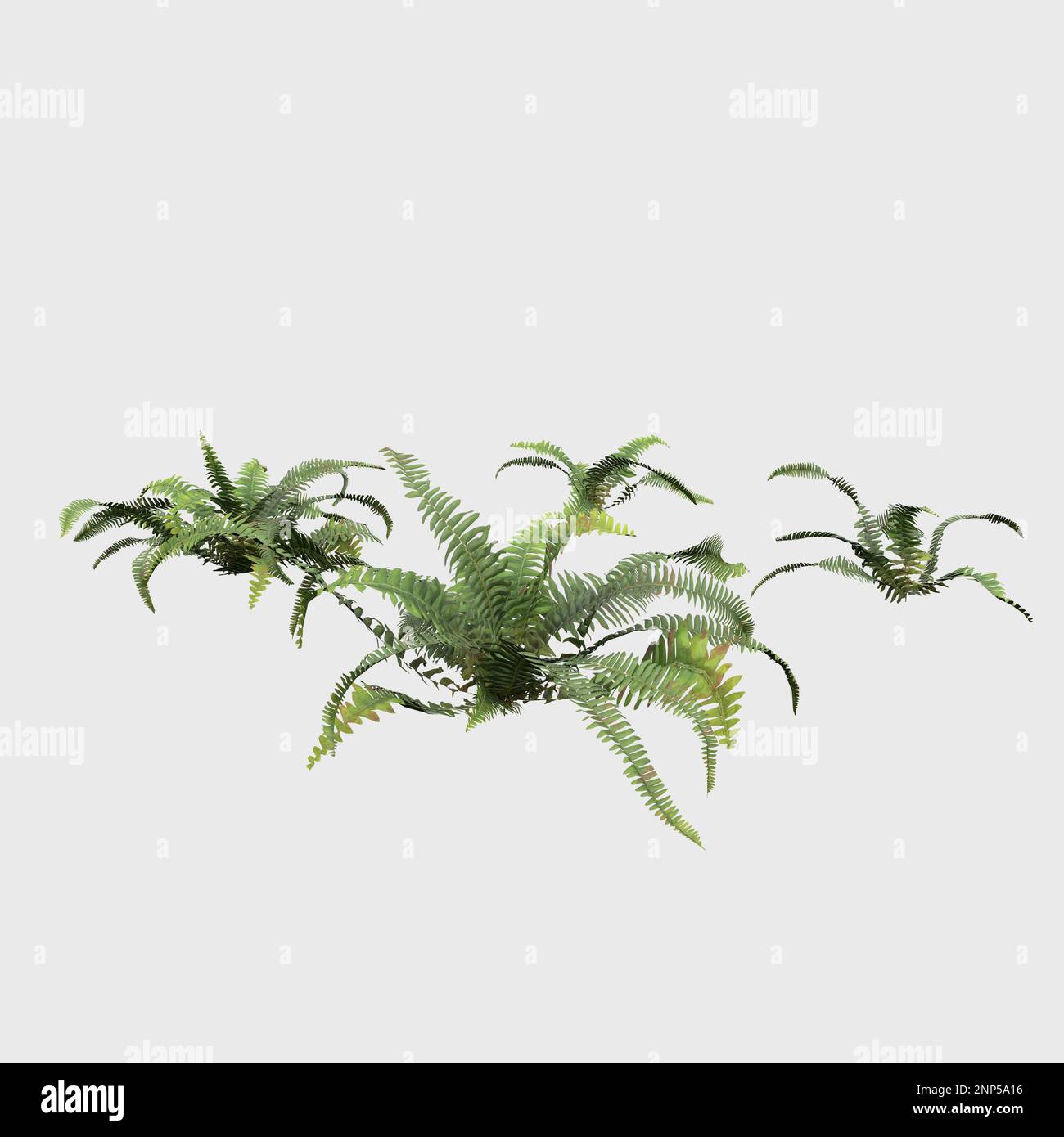 3D Rendering Giant Fern on White Bush of a green forest fern plant ...
