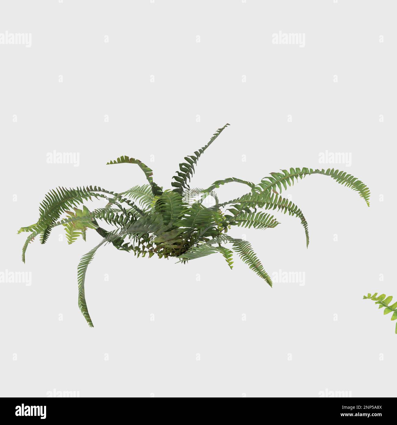 3D Rendering Giant Fern on White Bush of a green forest fern plant ...