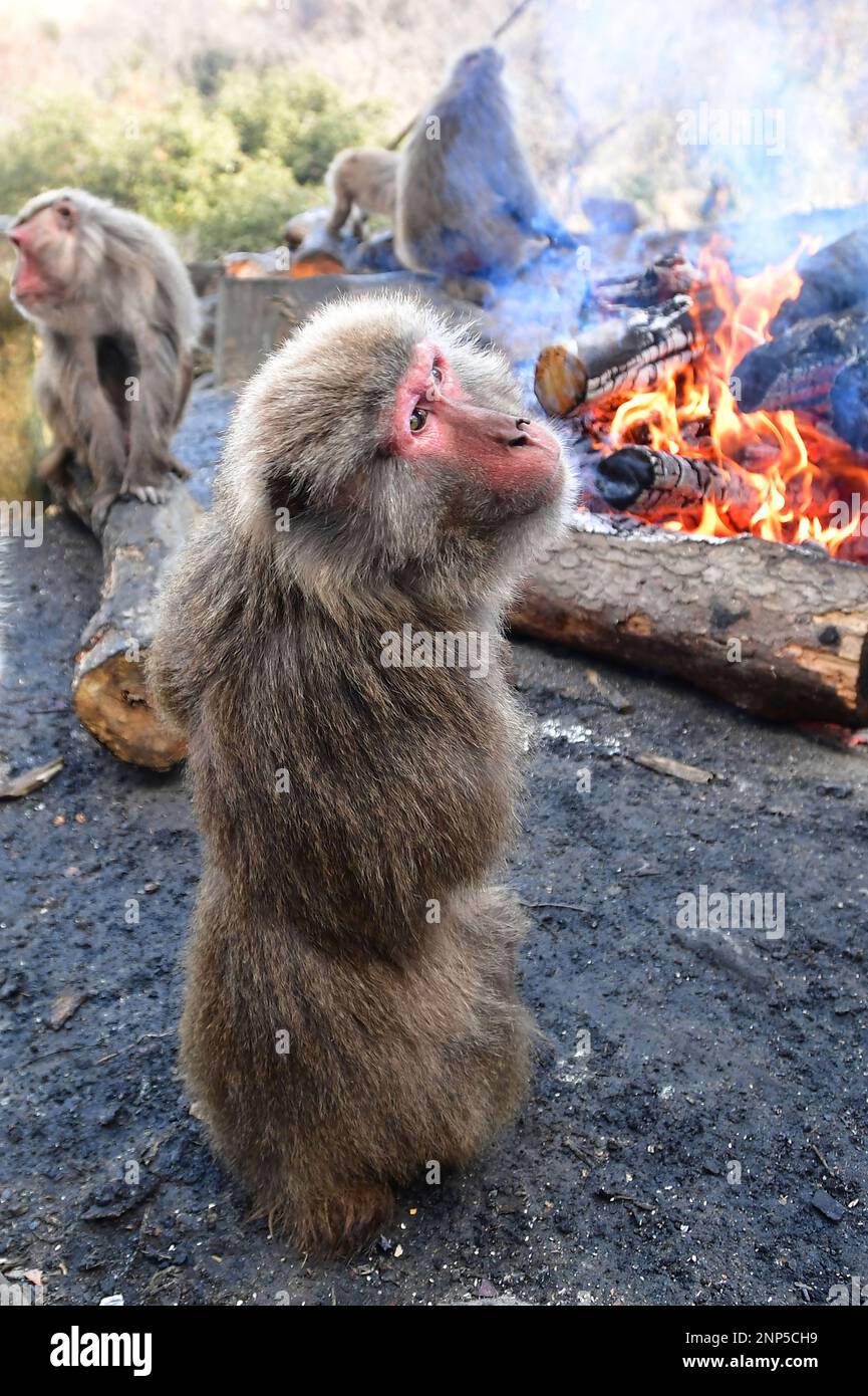 Monkeys warm themselves in an open-air fire at the Japan Monkey Park in ...
