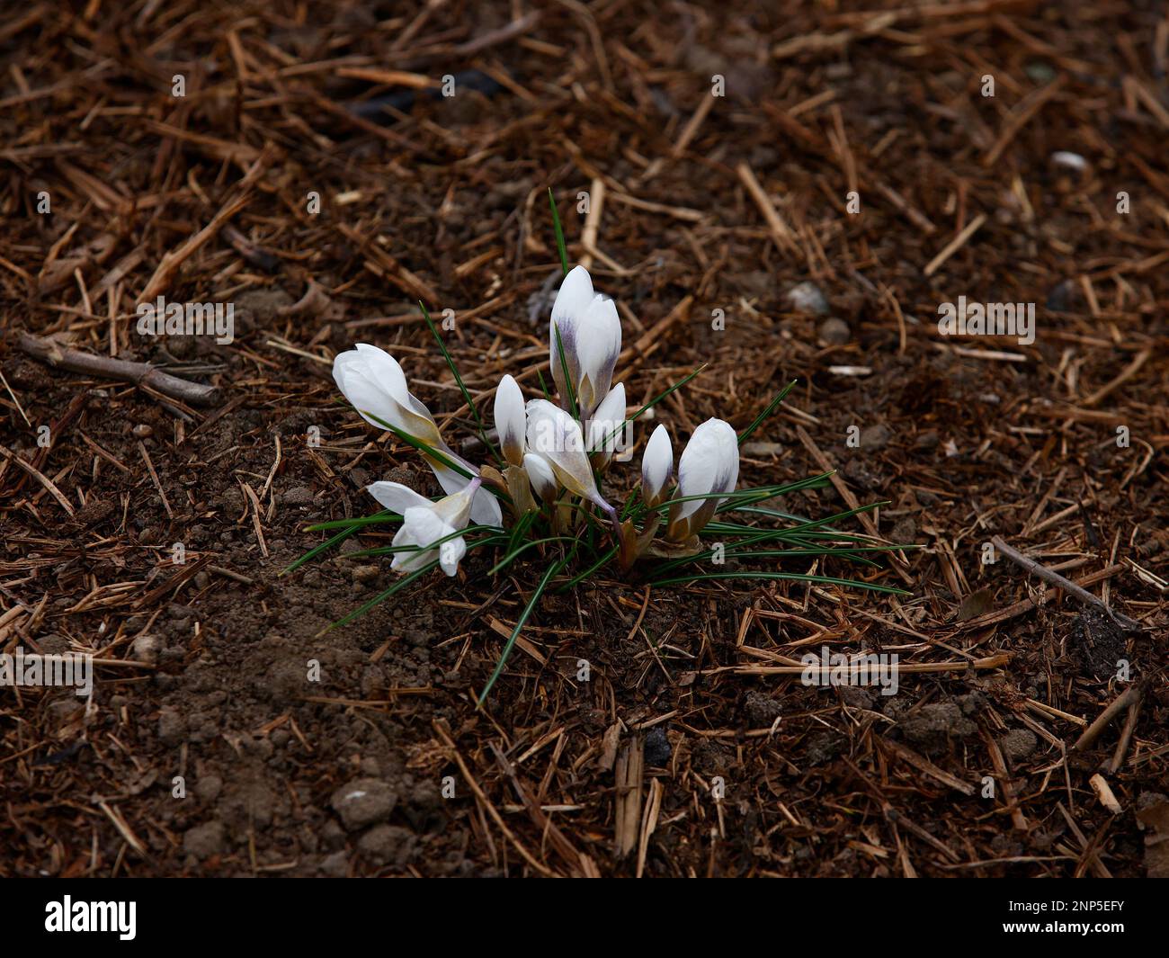 Closeup of the winter flowers of the crocus Ard Schenk in the garden ...