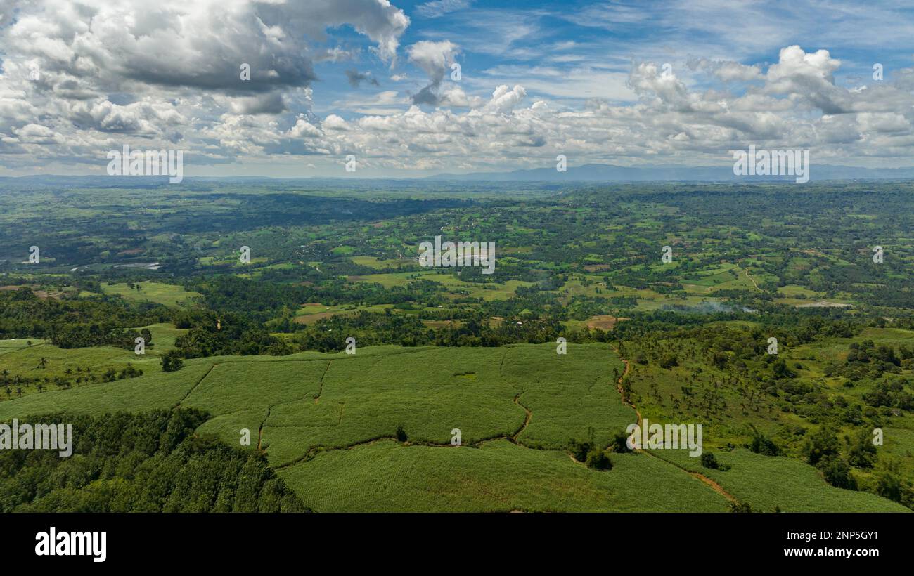 Aerial view of farmland with sugar cane in the countryside. Negros ...