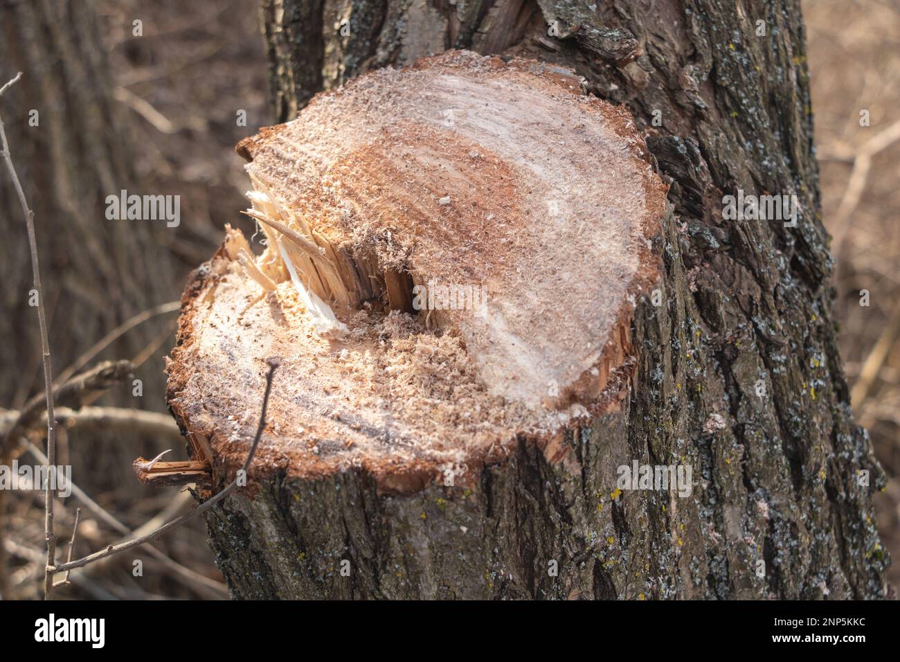 Cut willow hi-res stock photography and images - Alamy