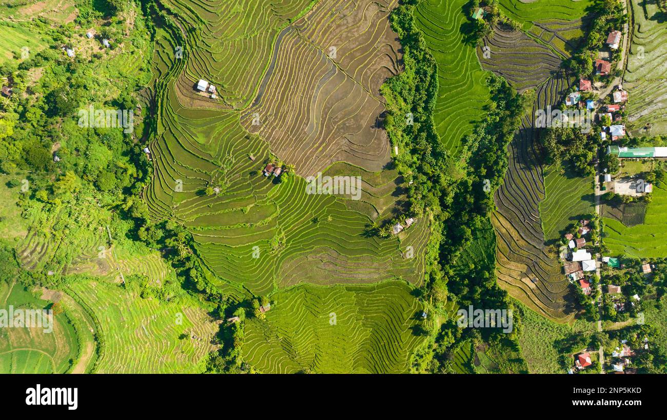 Aerial view of farmland with rice terraces in the countryside. Negros ...