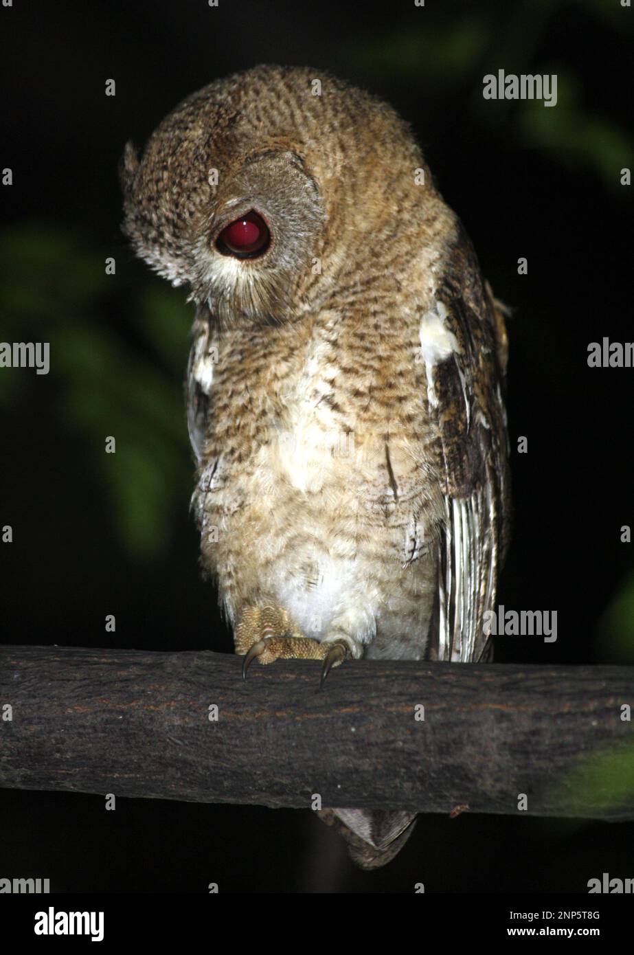 Largest scops owl hi-res stock photography and images - Alamy