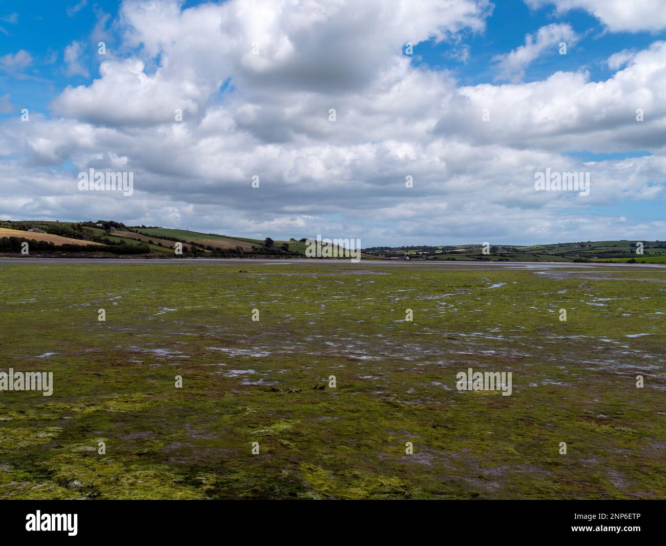 Open seabed after low tide, swamp area. Green hilly landscape, summer ...