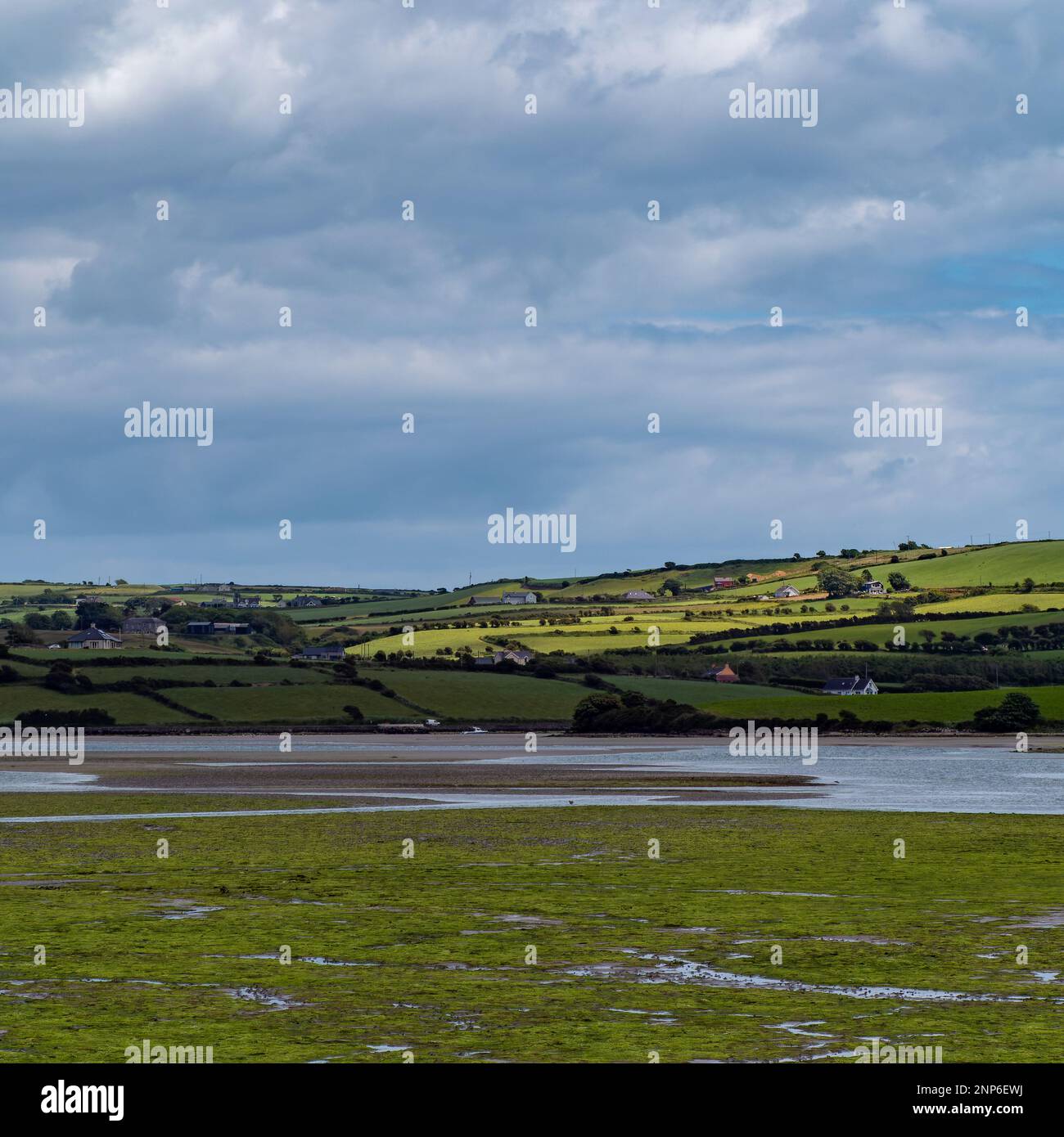 Open seabed after low tide, swamp area. Green hilly landscape. White ...