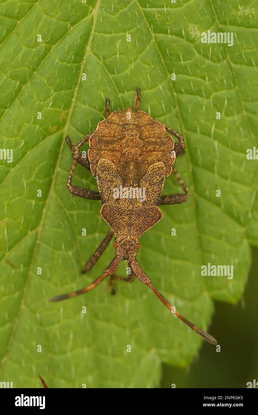 Natural vertical closeup on a speckled brown herbivorous nymph instar ...