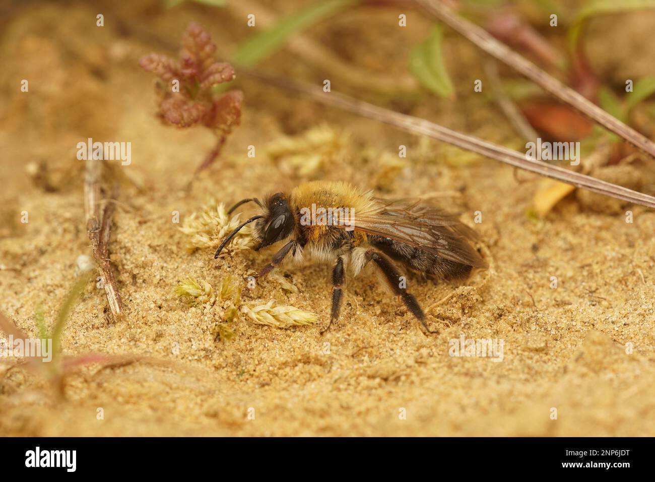 Natural closeup of a female Grey-patched mining bee, Andrena nitida ...