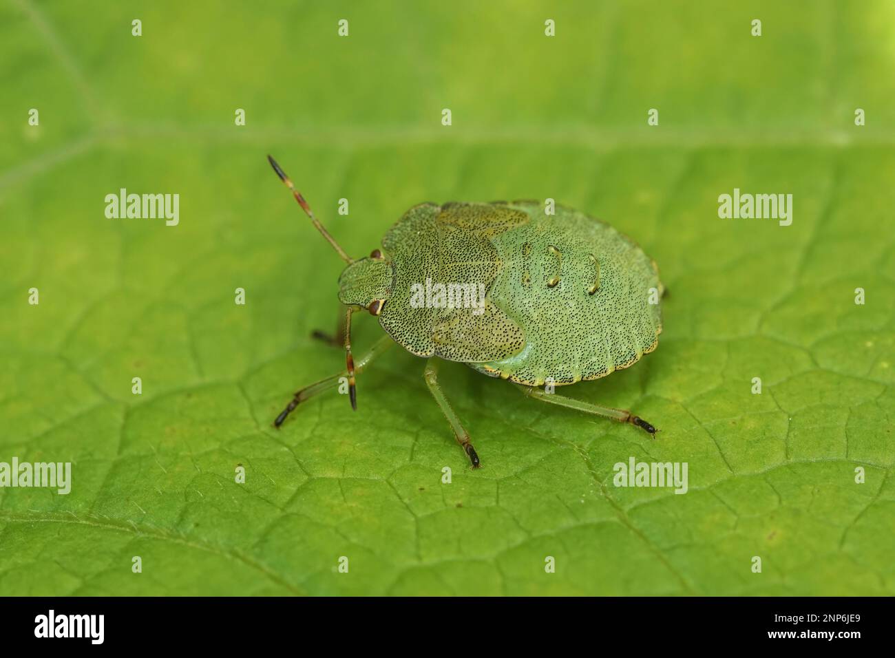 Detailed closeup on a nymph instar of the Green shieldbug, Palomena ...
