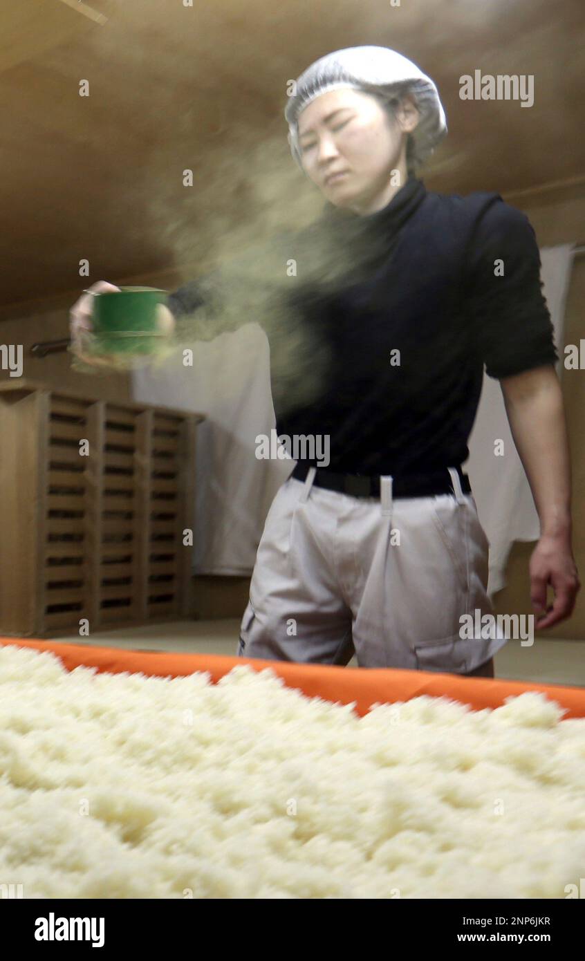 Staffs make sake (Japanese rice wine) by mixing steamed rice with ...