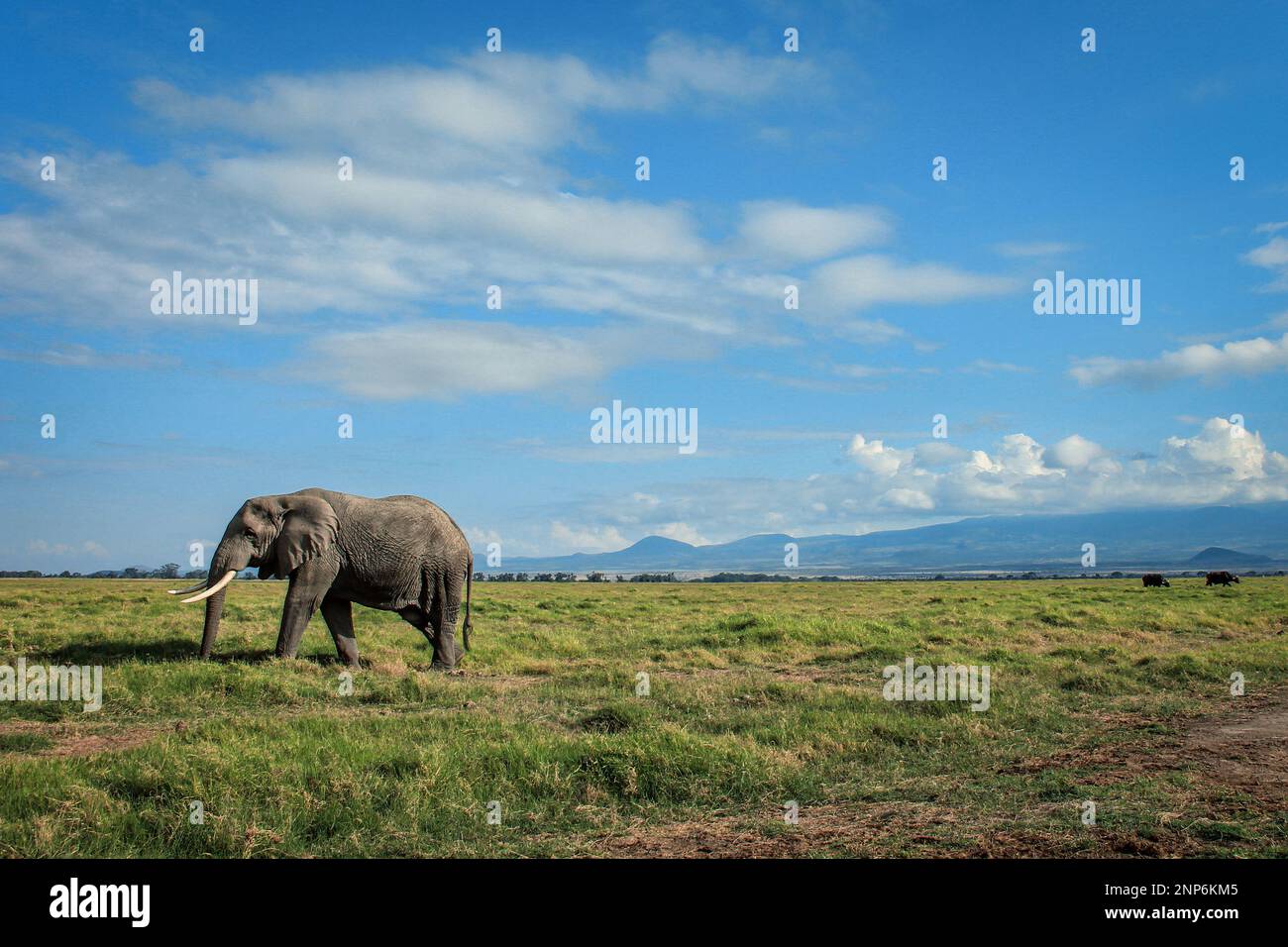 African elephant walking lonely on the masai mara in kenya Stock Photo ...