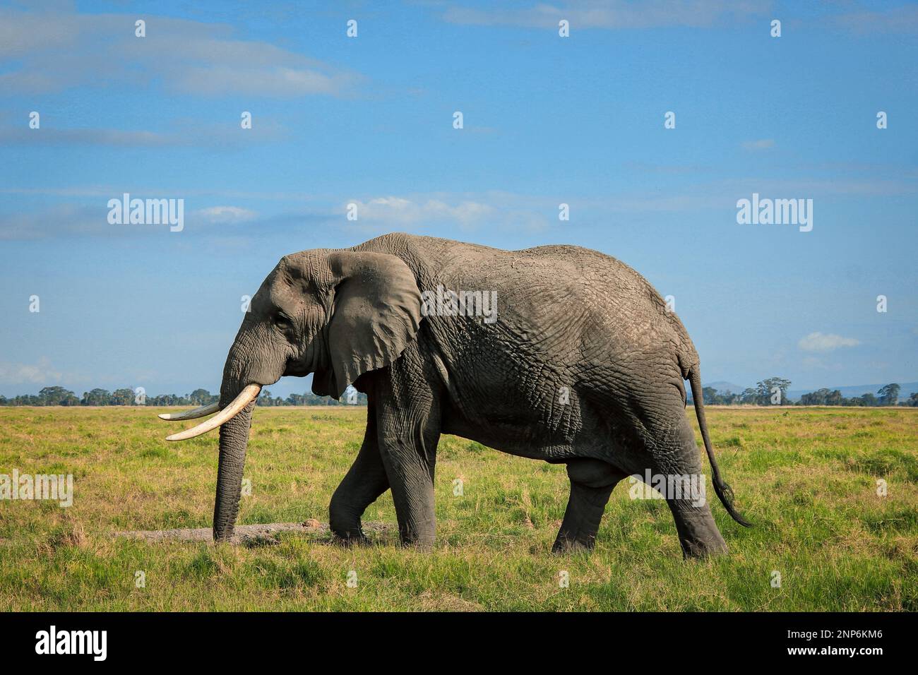 African elephant walking lonely on the masai mara in kenya Stock Photo ...