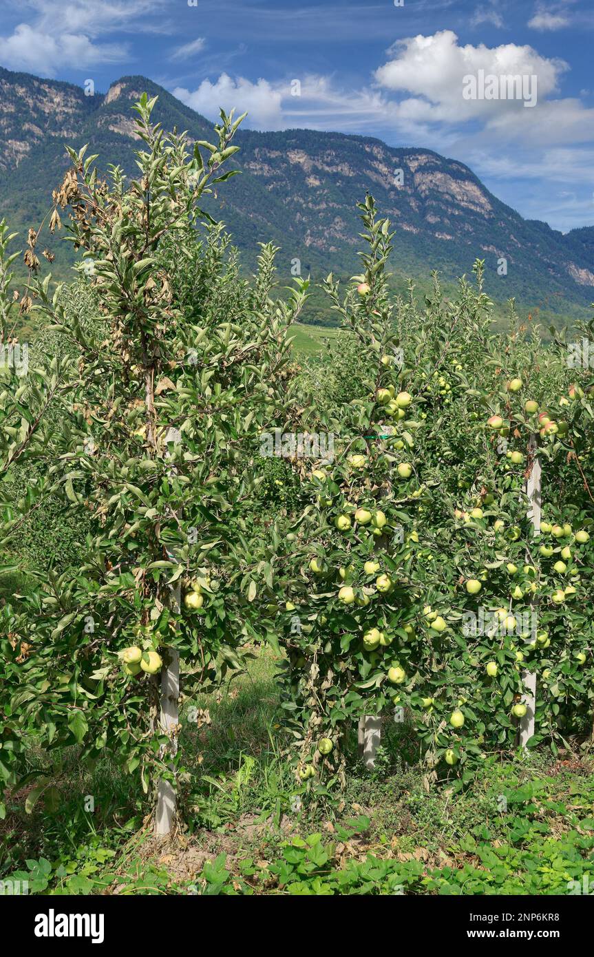 South tyrol apple juice hi-res stock photography and images - Alamy
