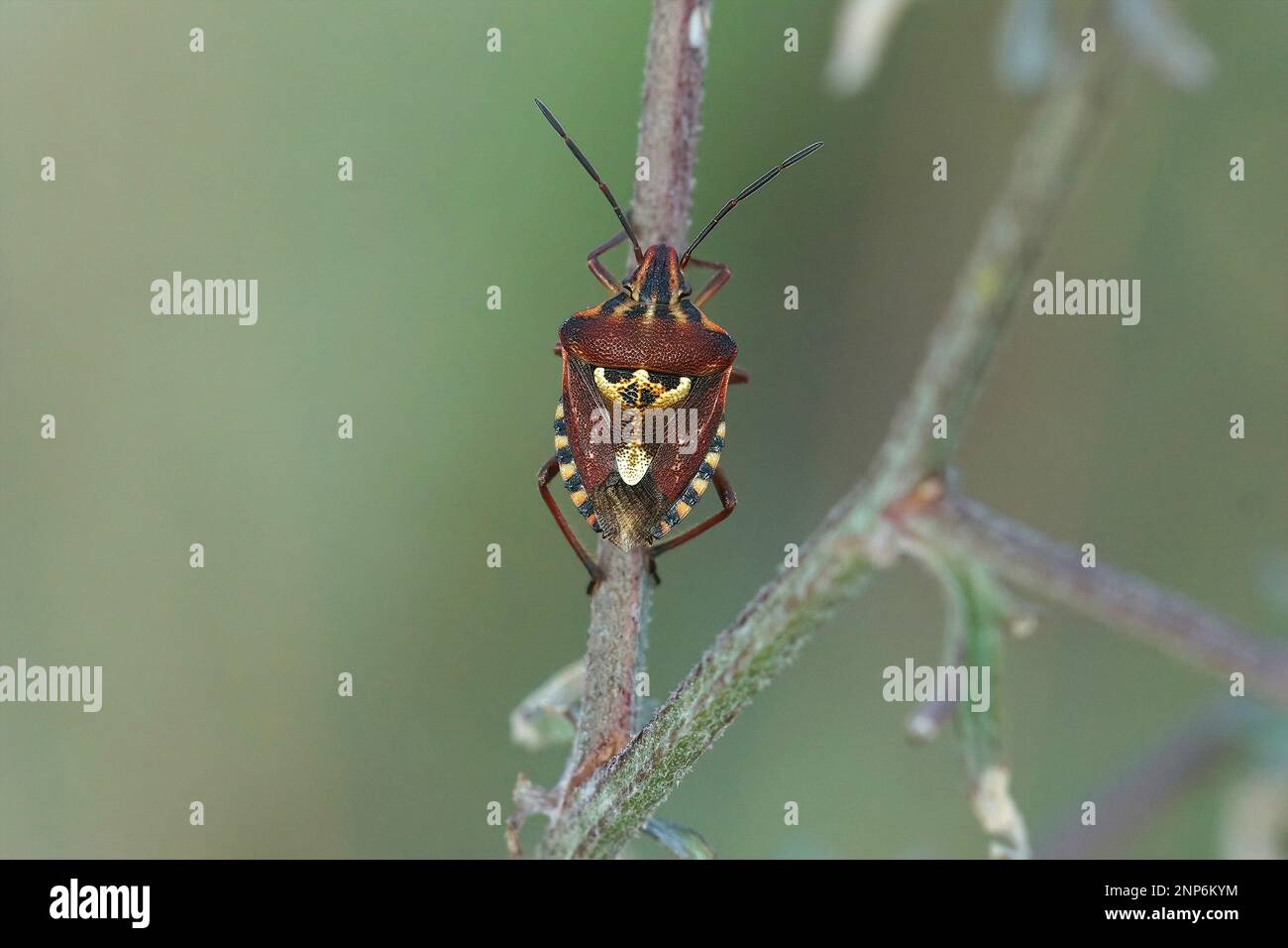 Natural closeup on a colorful mediterranean pentatomid shieldbug ...