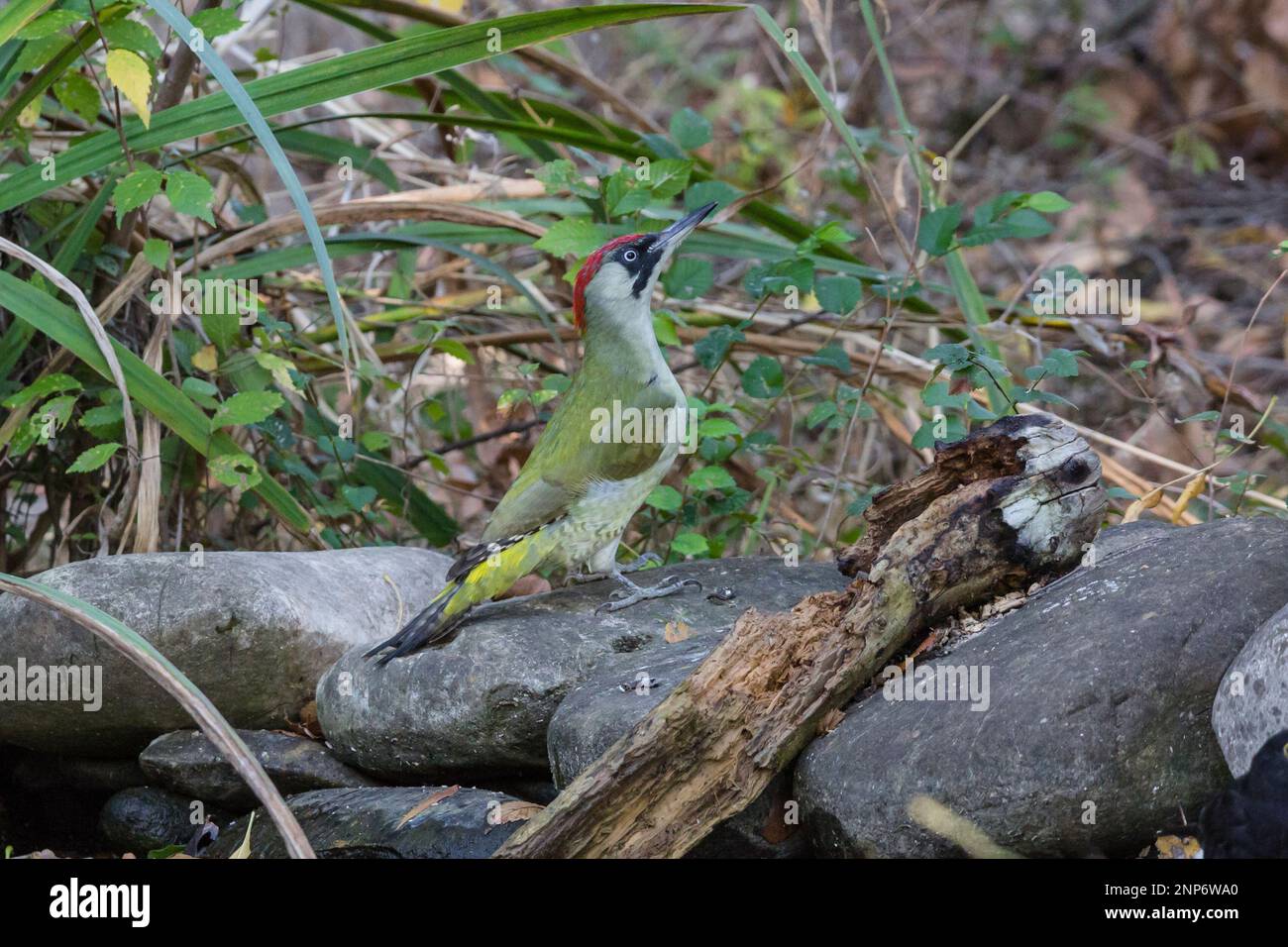 Birds of Italy living in freedom Stock Photo - Alamy