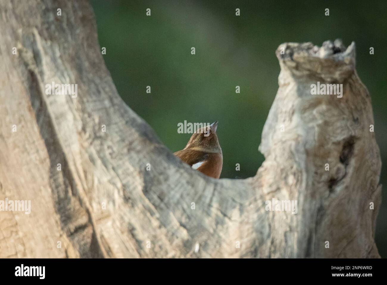 Birds of Italy living in freedom Stock Photo - Alamy