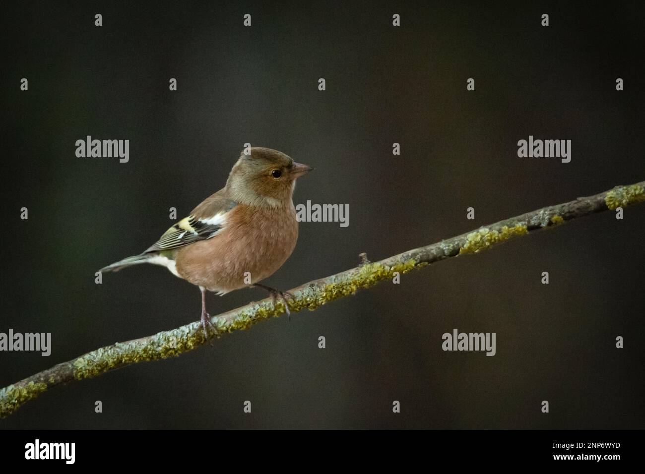 Birds of Italy living in freedom Stock Photo - Alamy