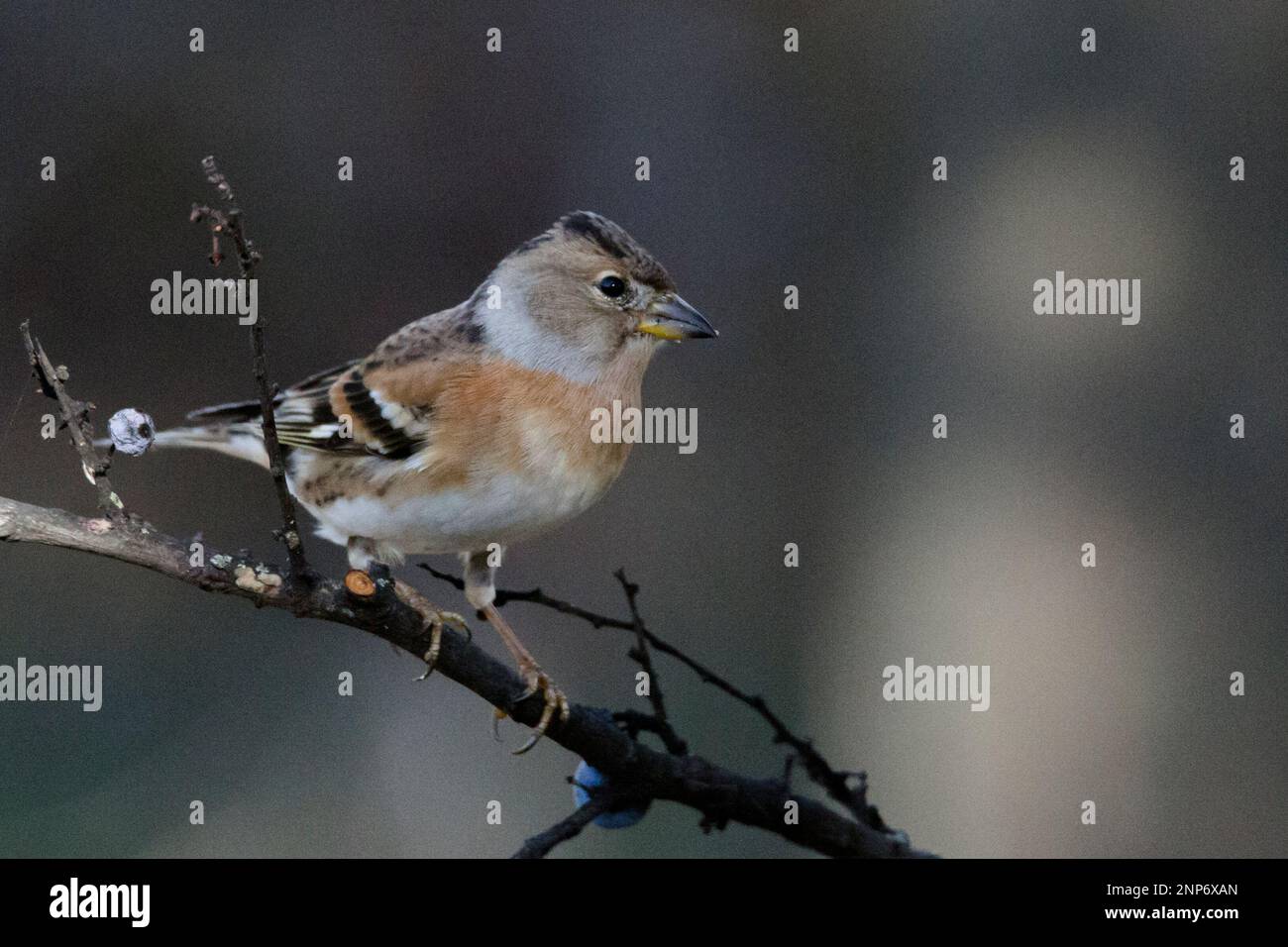 Birds of Italy living in freedom Stock Photo - Alamy