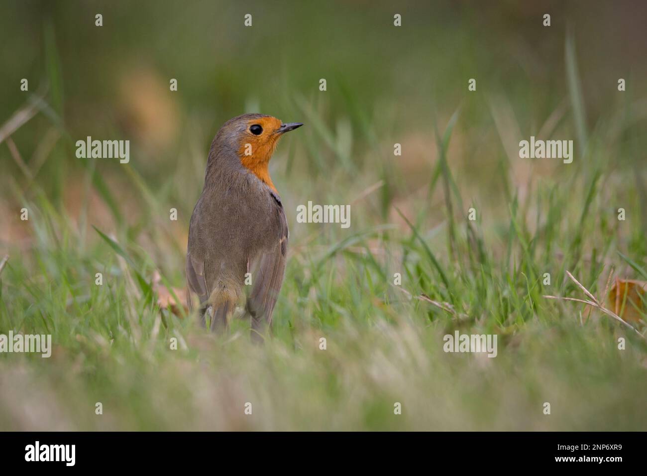 Birds of Italy living in freedom Stock Photo - Alamy