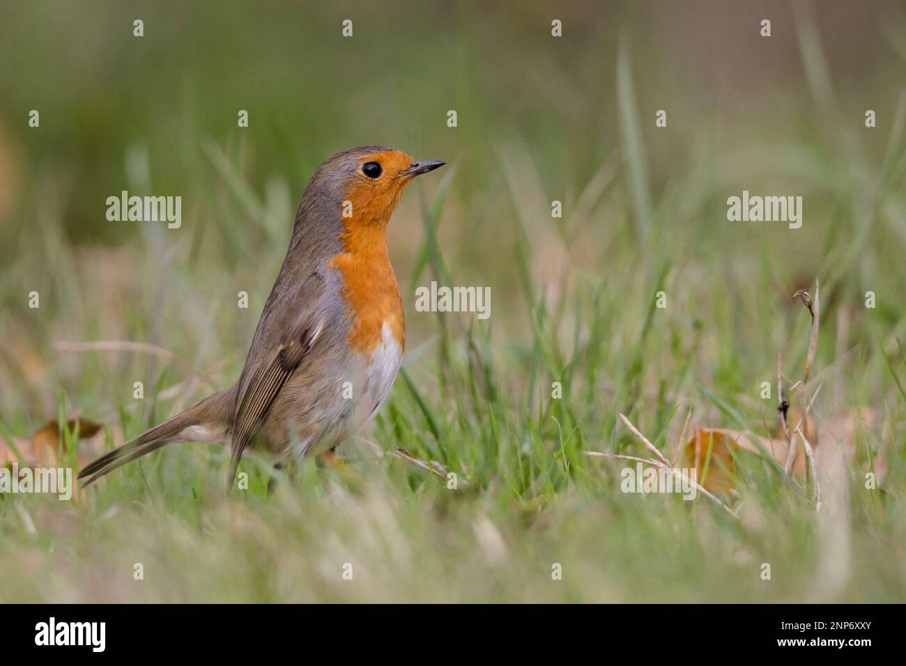 Birds of Italy living in freedom Stock Photo - Alamy