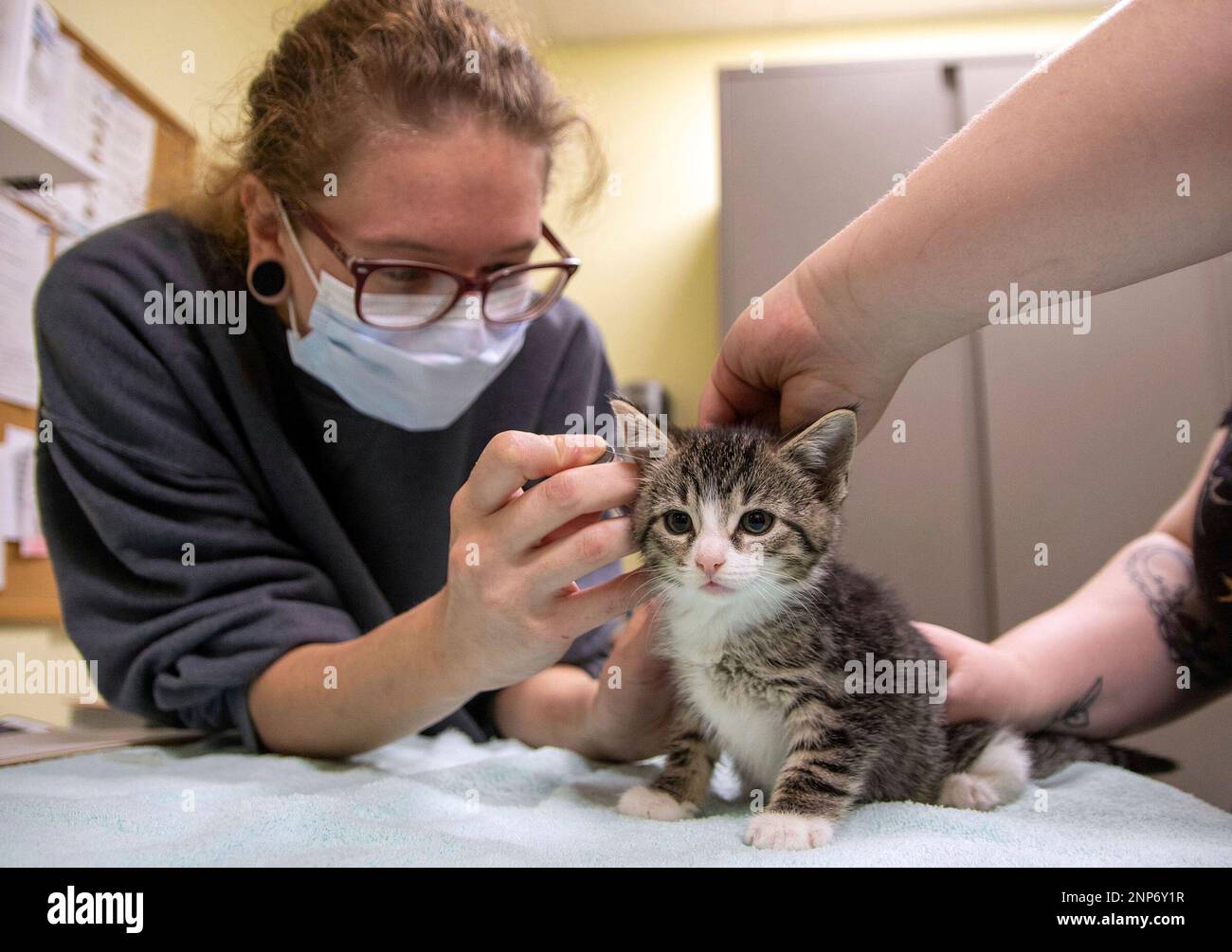 Meriden Humane Society's Cat Care Attendant Bryanna Johnson gives Muffy ...