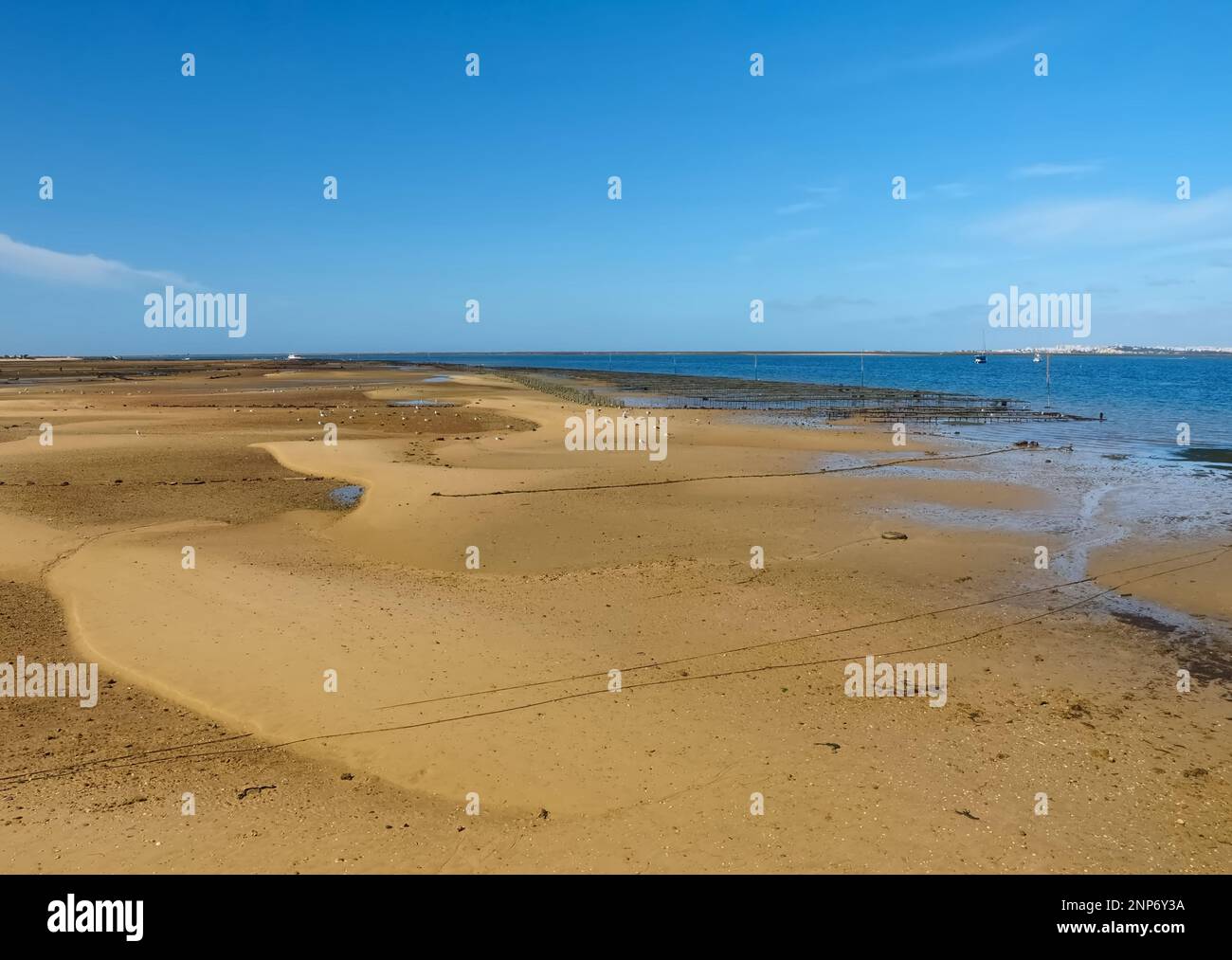 Mussels are farmed in mussel beds in the ocean Stock Photo - Alamy