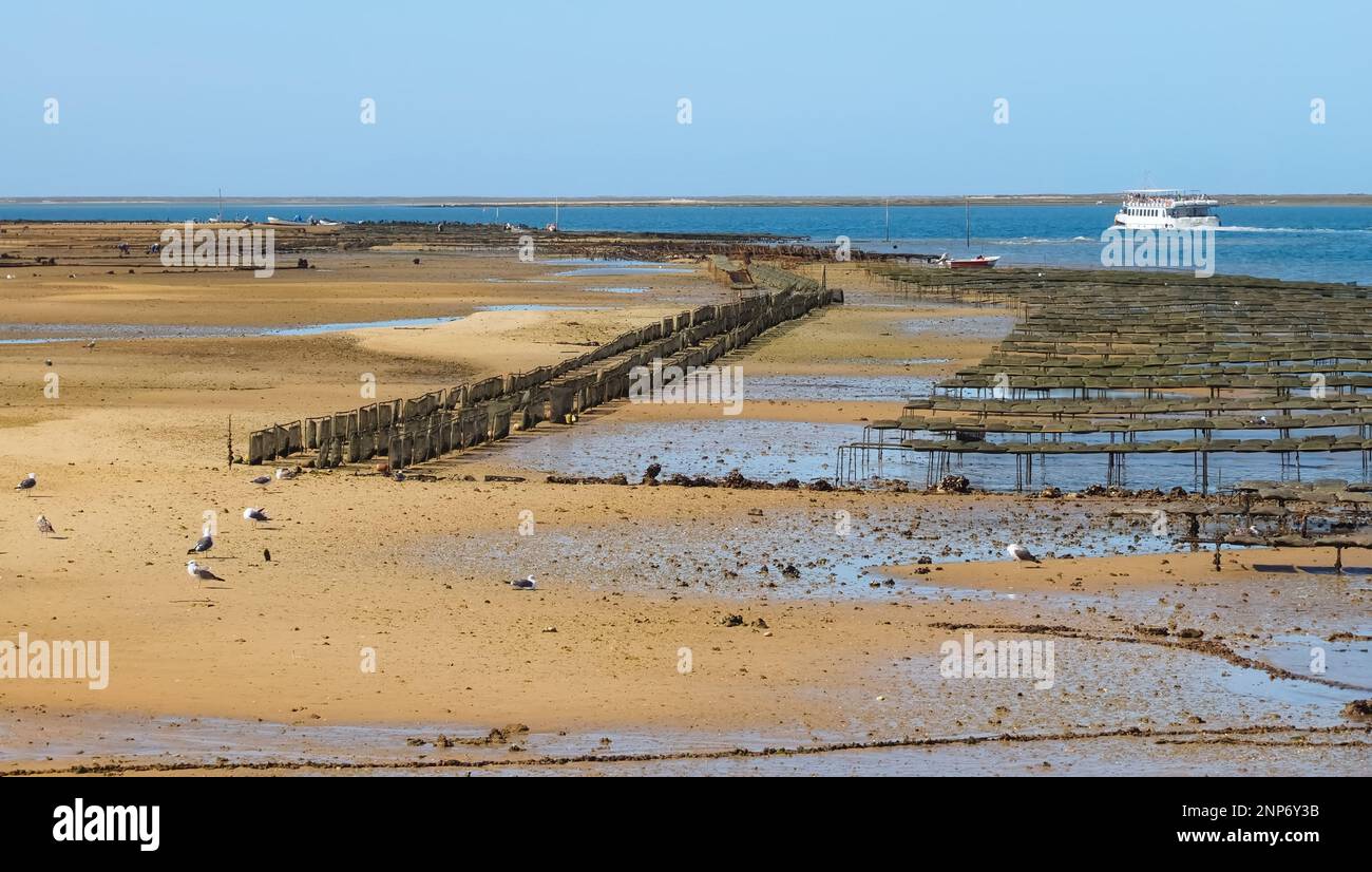 Mussel beds hi-res stock photography and images - Alamy