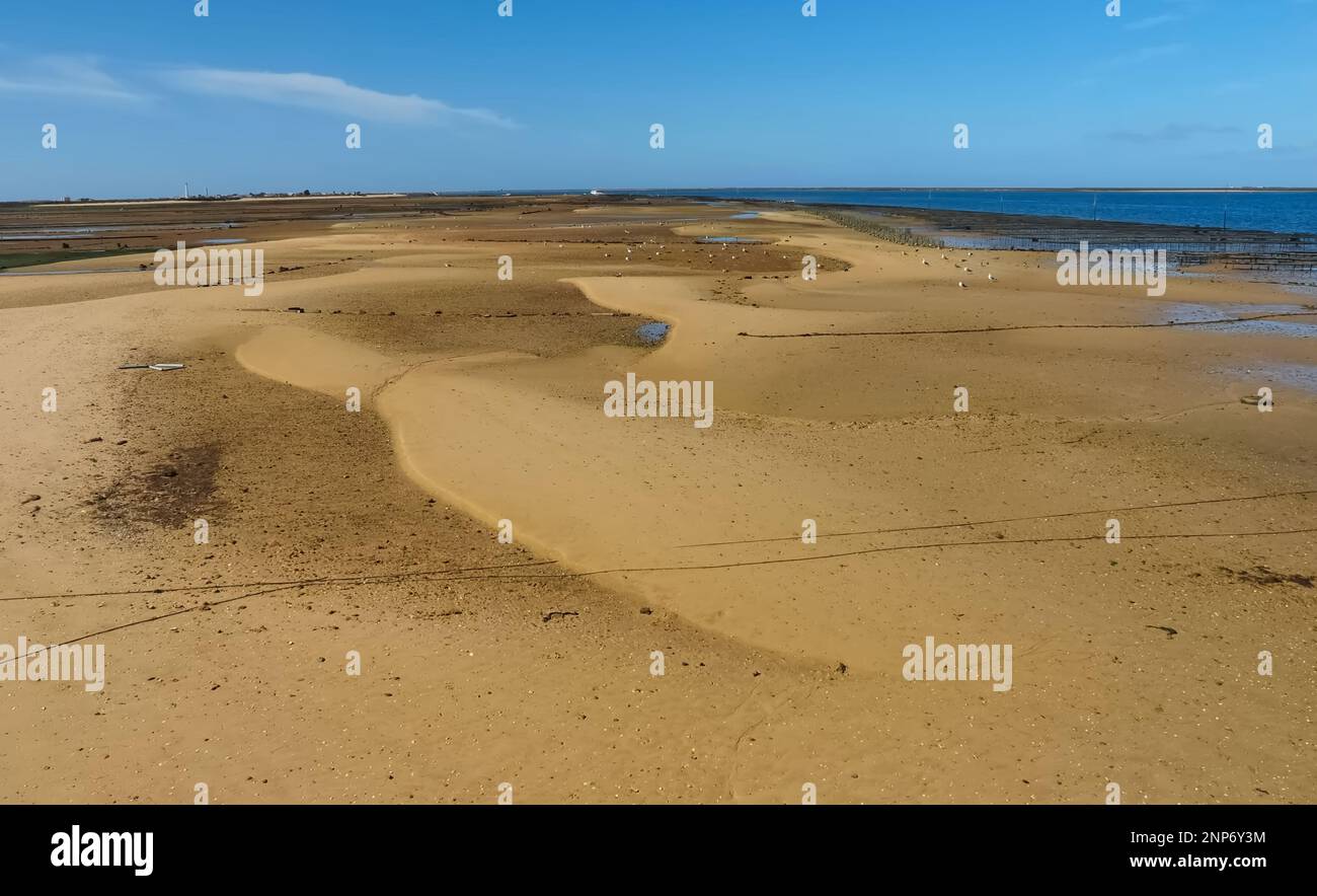 Mussels are farmed in mussel beds in the ocean Stock Photo - Alamy
