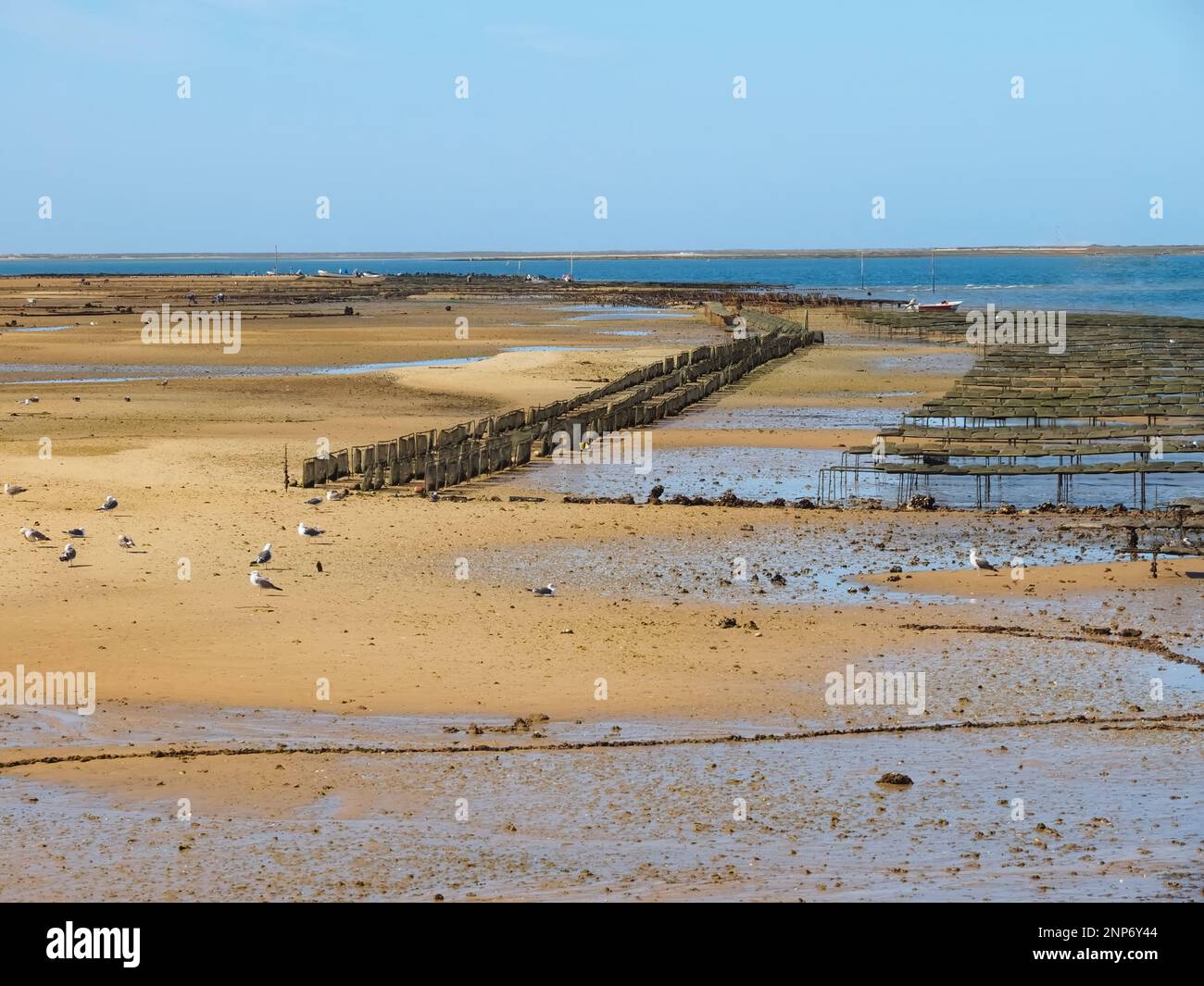 Mussels are farmed in mussel beds in the ocean Stock Photo - Alamy