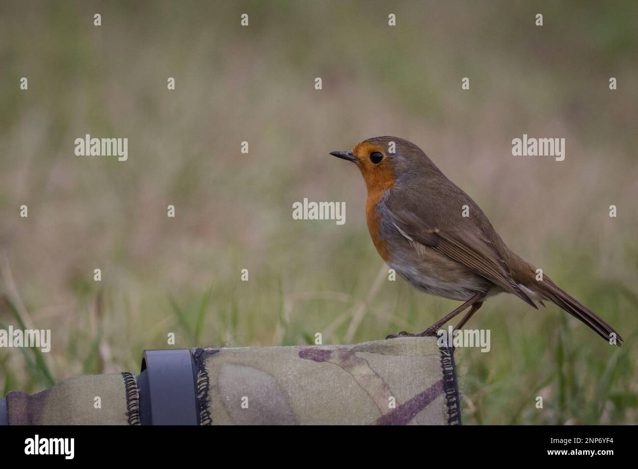 Birds of Italy living in freedom Stock Photo - Alamy